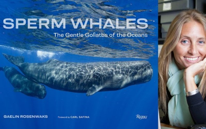 Marine Scientist to Tell the Story of Sperm Whales