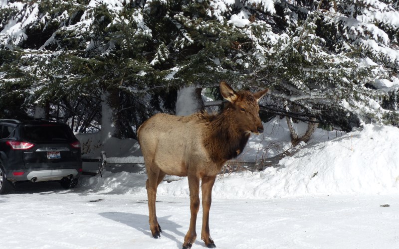Wildlife in Winter-Learn About Your Four-Legged Neighbors