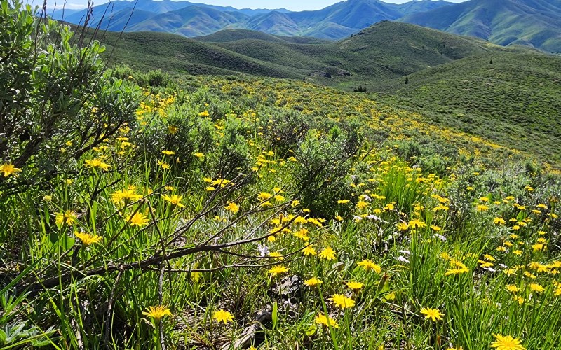 Dandelions and Other Dandy Wildflowers