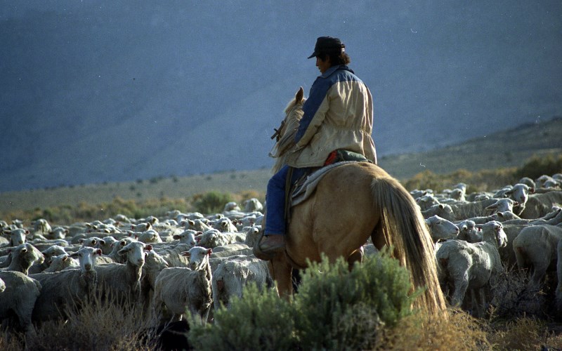 Brush Up on Your Peruvian Sheepherding in the Wood River Valley