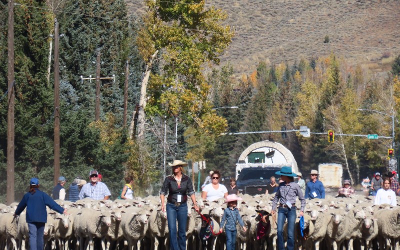 Trailing of the Sheep Attracts Paradegoers from Malaysia and Beyond