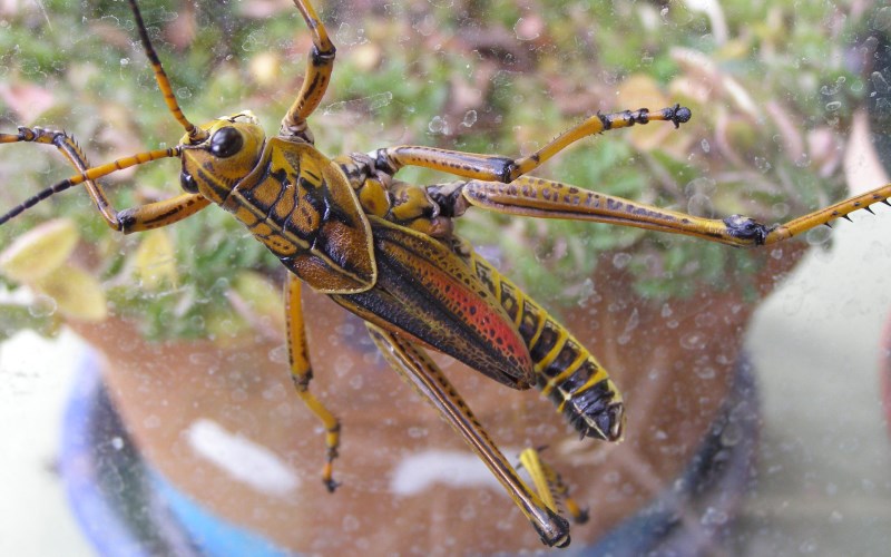 Bug Zoo Festival to Shine Spotlight on Hopper and Other Creepy Crawlers