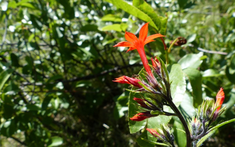 Wildflower Walk Shows Off Medicinal Plant and an Edible Containing Cyanide