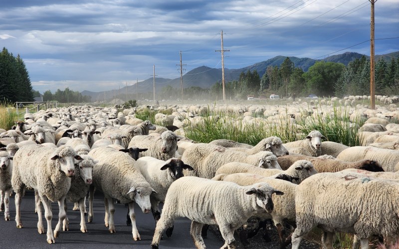 Sheep Join in the Morning Commute