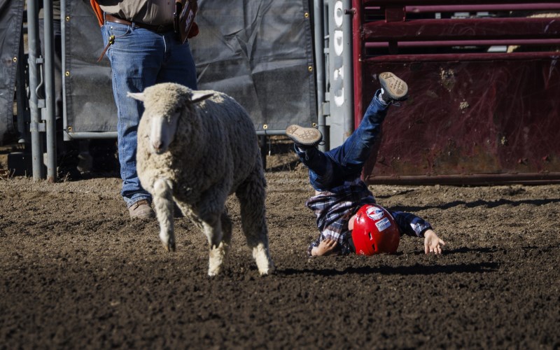 Disfrutar de la dureza y el tumulto de Mutton Bustin