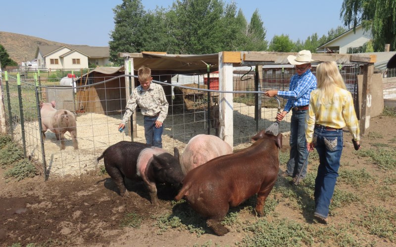Kids Prepare Pigs for Saturday’s Market Sale at the Blaine County Fair