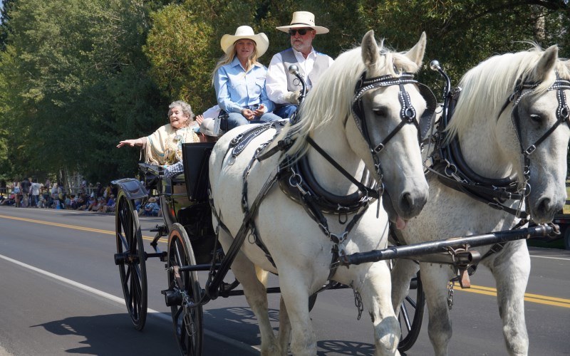 Wagon Days Gets Last Minute Entry Thanks to Newborn Buffalo