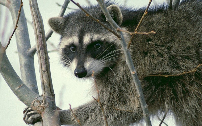 Raccoon Attacks Infant