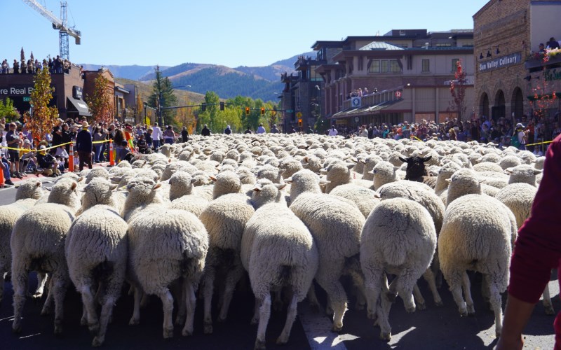 Trailing of the Sheep Festival Hits Pop Culture TV