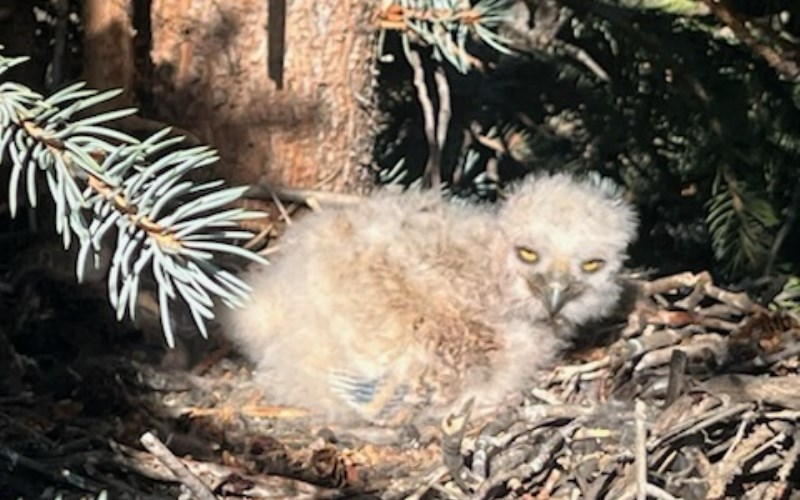 Giving a Hoot for a Baby Hoot Owl