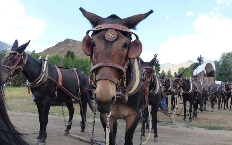 Ketchum’s Ore Wagons’ Mules Danced During the Big Hitch Parade