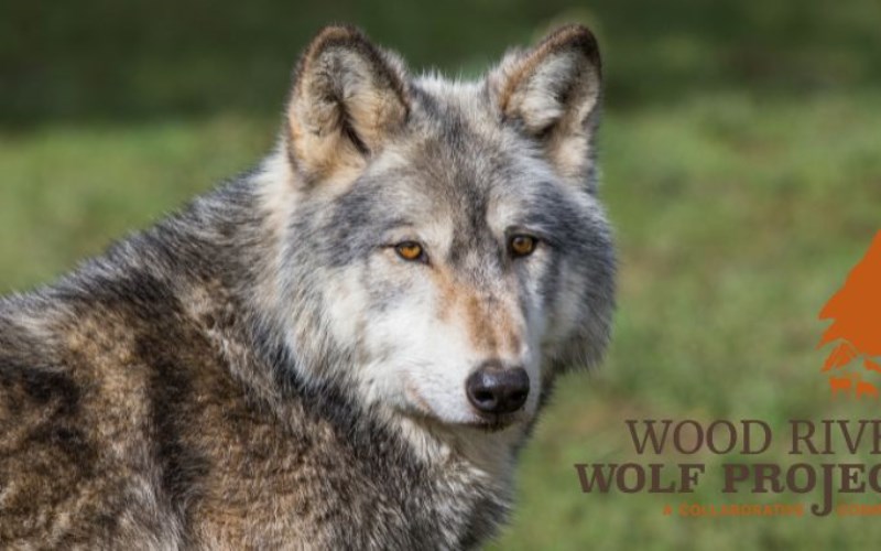 Coexistence-Stories from Wolf Country