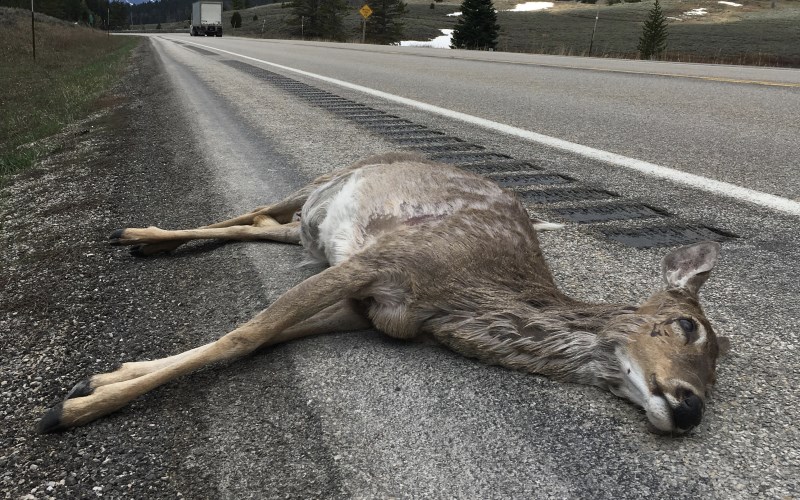 Drive Defensively to Avoid Animal Collisions