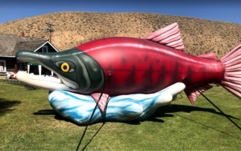 Sawtooth Salmon Festival to Celebrate Idaho’s Iconic Fish on Saturday