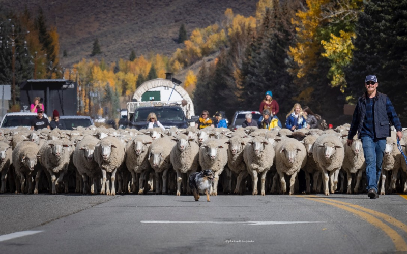 Trailing of the Sheep Festival Once Soothed a Hurting America